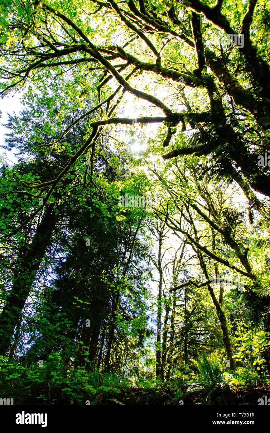 Beautiful scenery of an amazing wild forest with breathtaking greenery ...