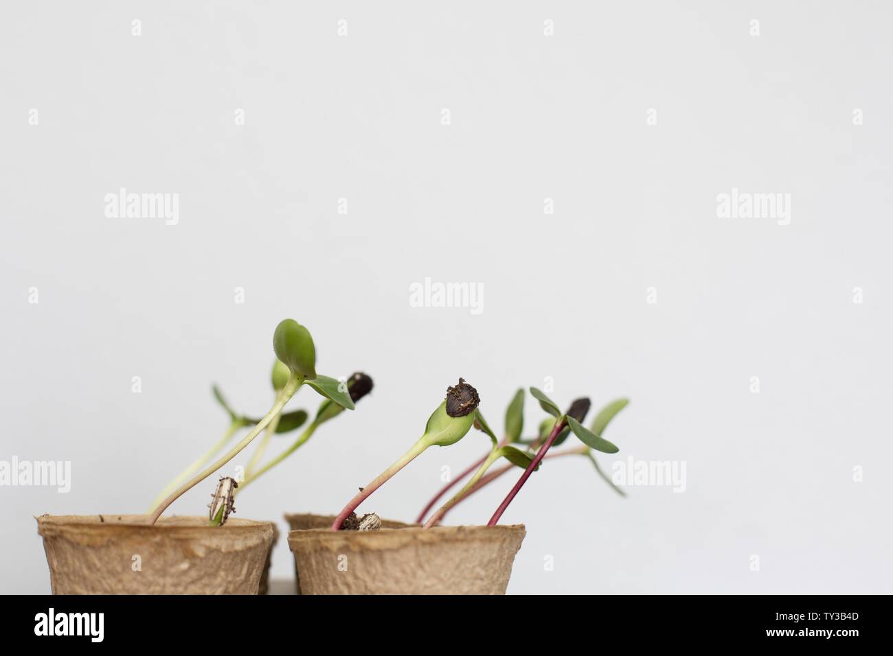 Sprouted plants hi-res stock photography and images - Alamy