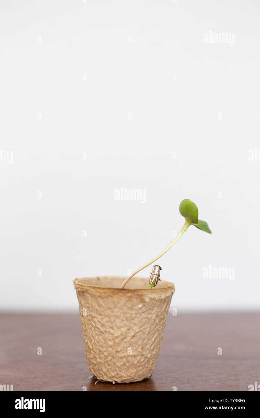 Newly sprouted sunflower plants Stock Photo - Alamy