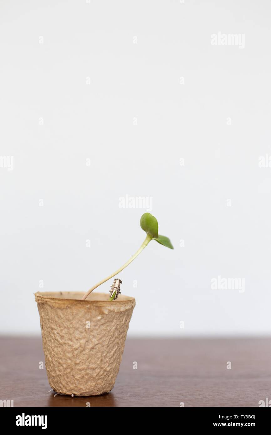 Sprouted plants hi-res stock photography and images - Alamy