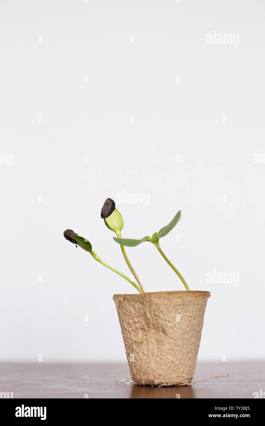 Sunflowers seedlings hi-res stock photography and images - Alamy