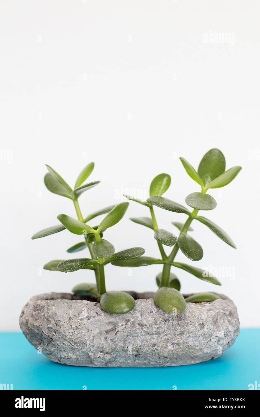 Succulent plants in a shallow pot Stock Photo - Alamy