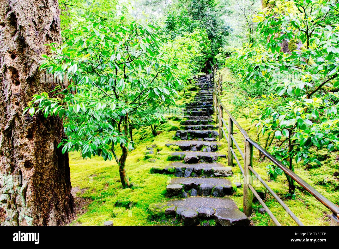 Beautiful scenery of an amazing wild forest with breathtaking greenery ...