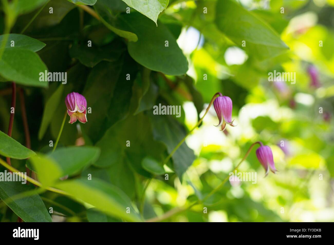 Clematis viorna - leather vasevine - in a garden Stock Photo - Alamy