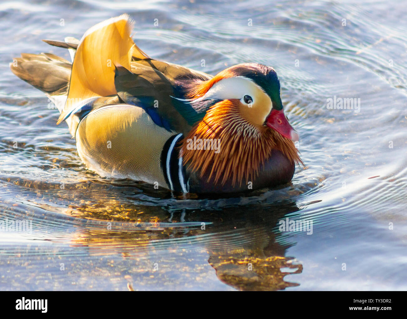 Stunning, exotic male mandarin duck swimming in winter at the lake ...