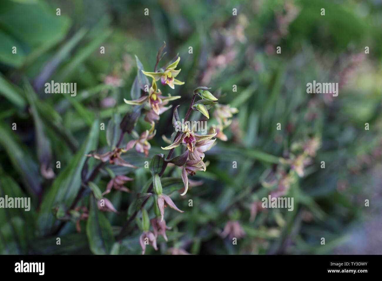 Stream orchid - Epipactis gigantea plant Stock Photo - Alamy