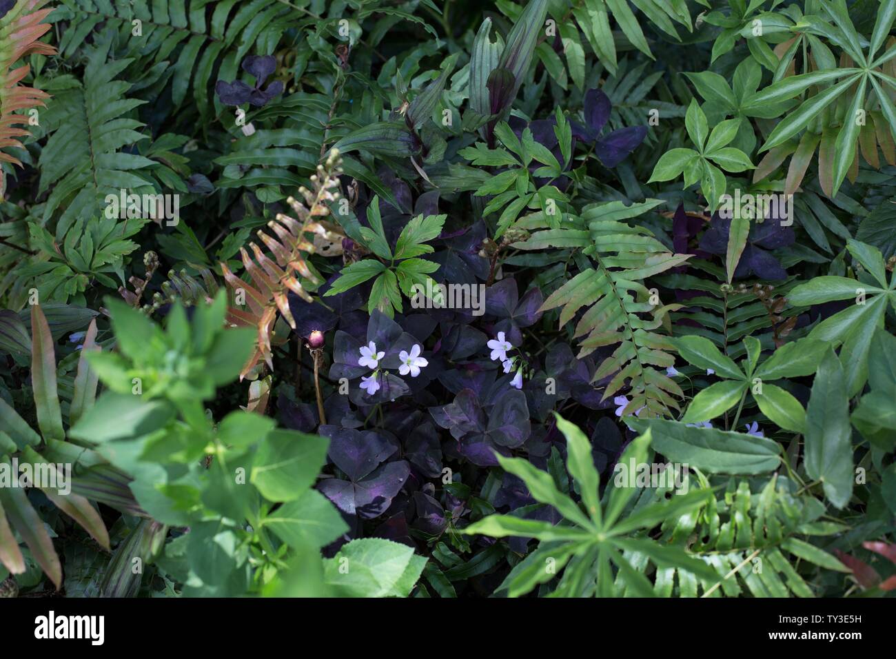 Clover fern plants hi-res stock photography and images - Alamy