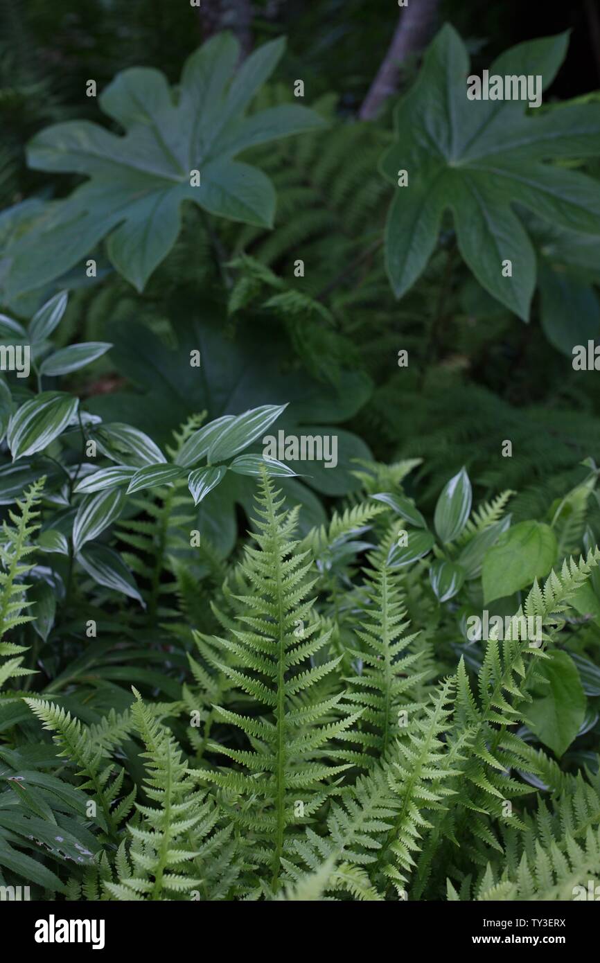 Ferns and other green plants in a shade garden Stock Photo - Alamy