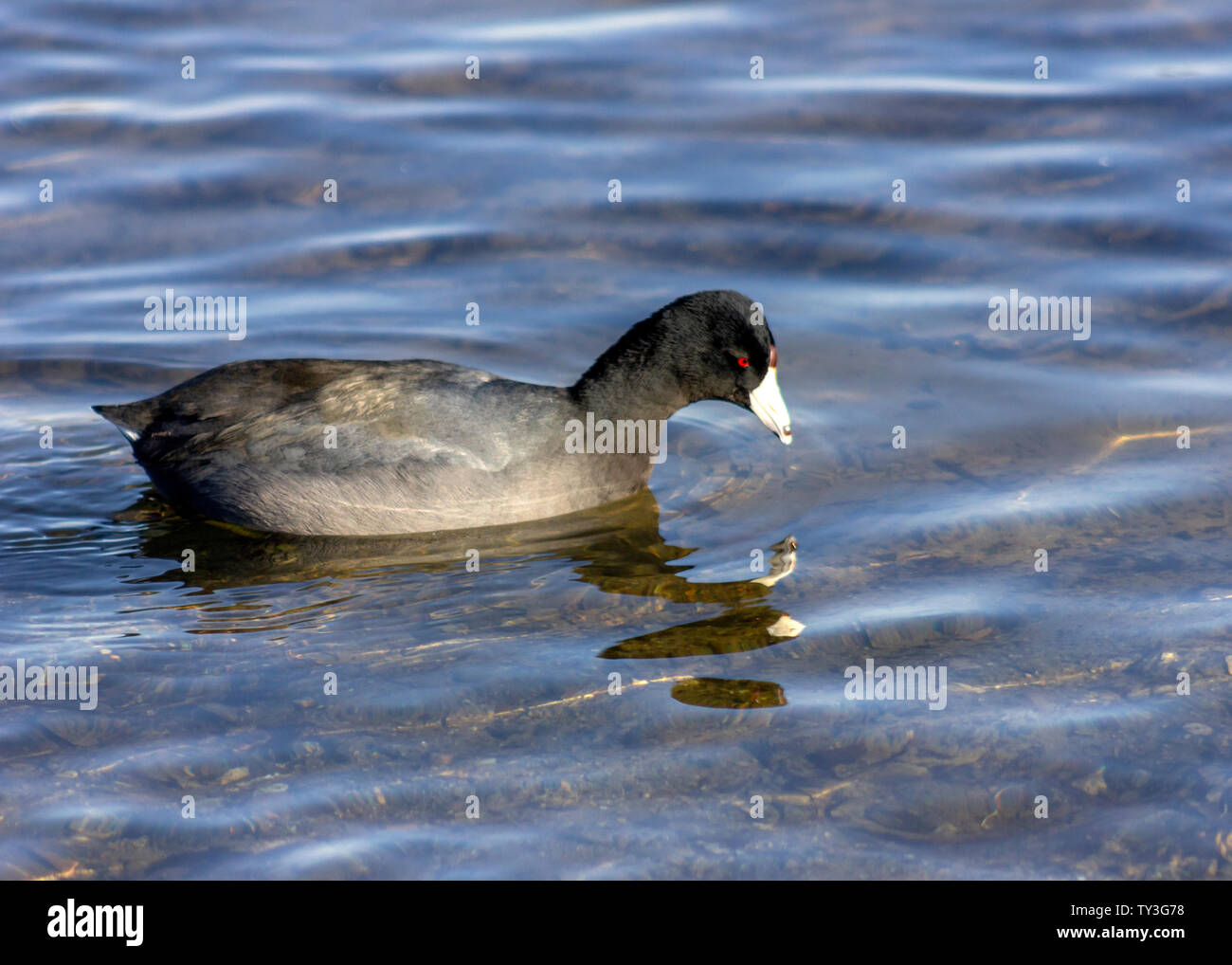 Stunning american coot swimming in the Winter in the lake. Beautiful ...