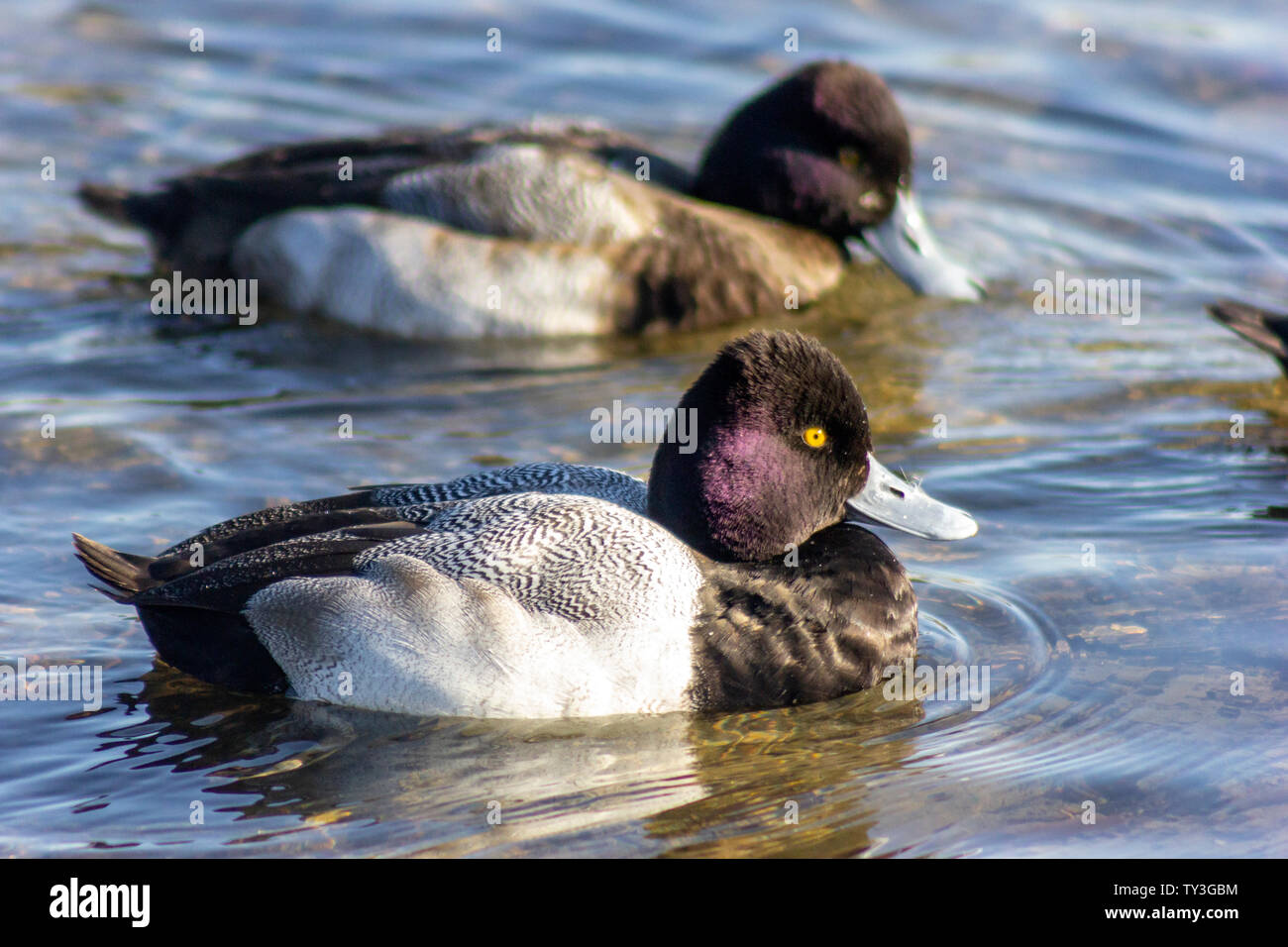 Two Lesser scaup male ducks swimming in the lake. Brown spotted ...