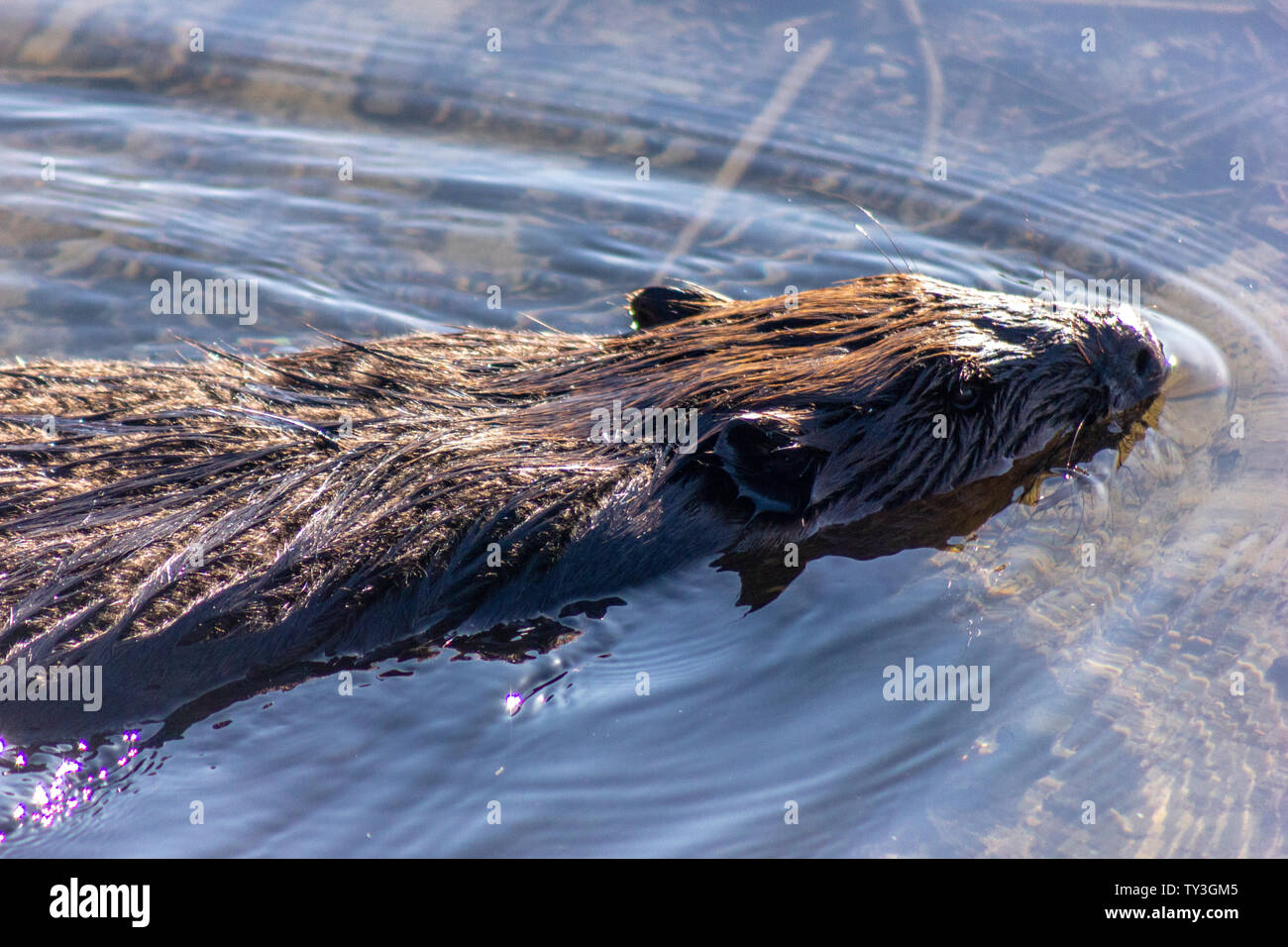 Beautiful full grown brown furred beaver in the lake. Close up head ...