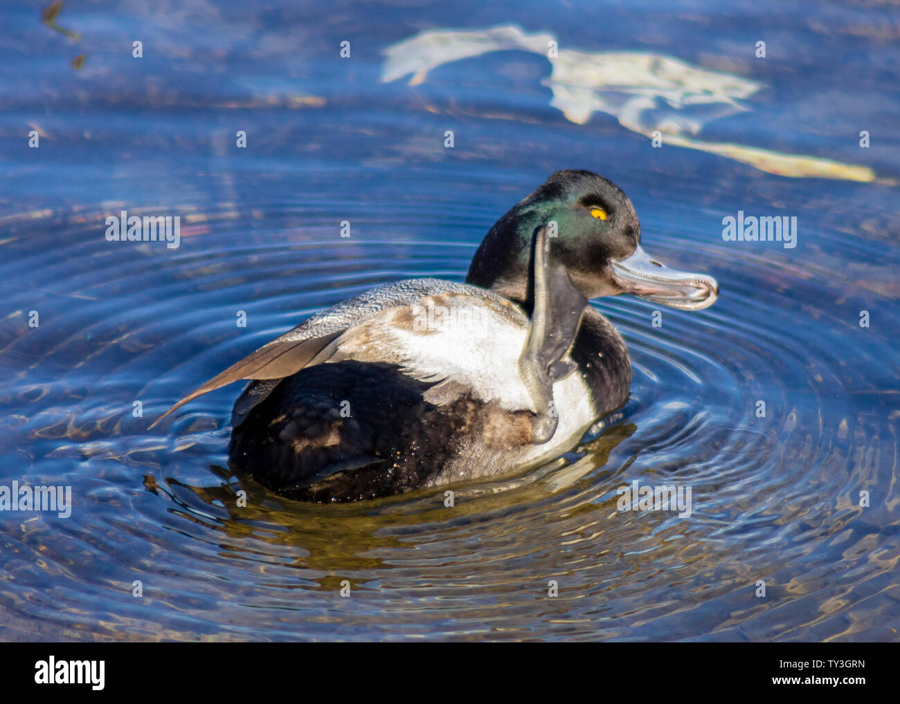 Lesser scaup male duck swimming in the lake. Brown spotted feathers and ...