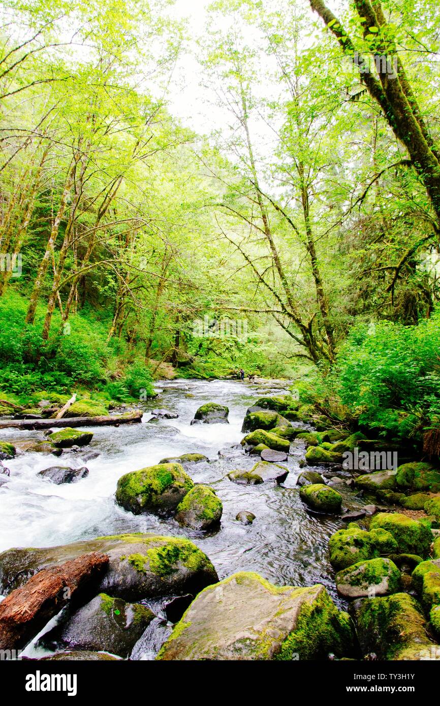 Beautiful scenery of an amazing wild forest with breathtaking greenery ...