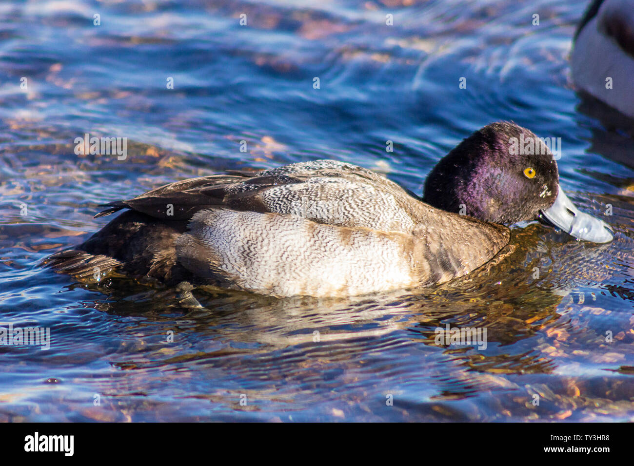Lesser scaup male duck swimming in the lake. Brown spotted feathers and ...