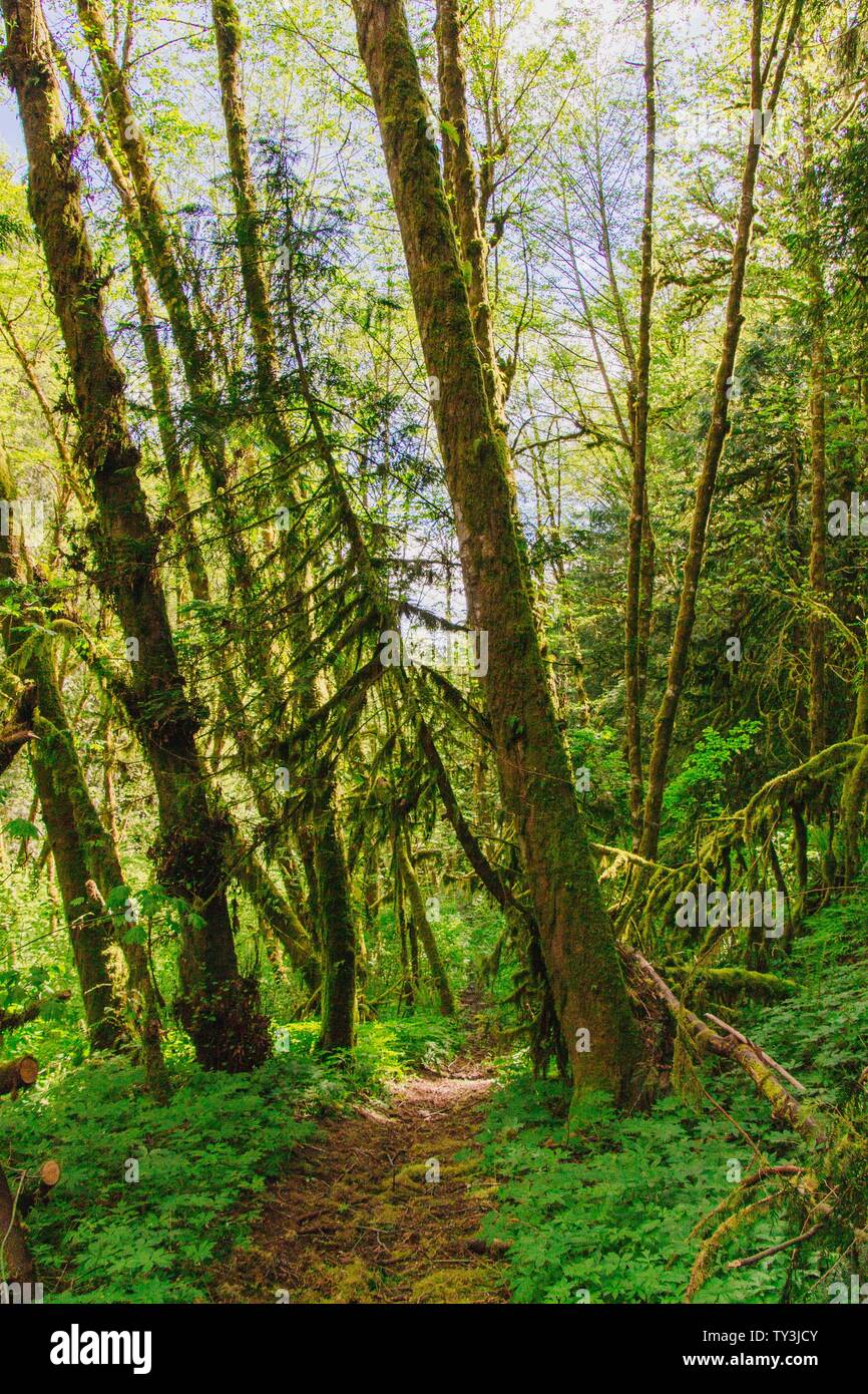 Beautiful scenery of an amazing wild forest with breathtaking greenery ...