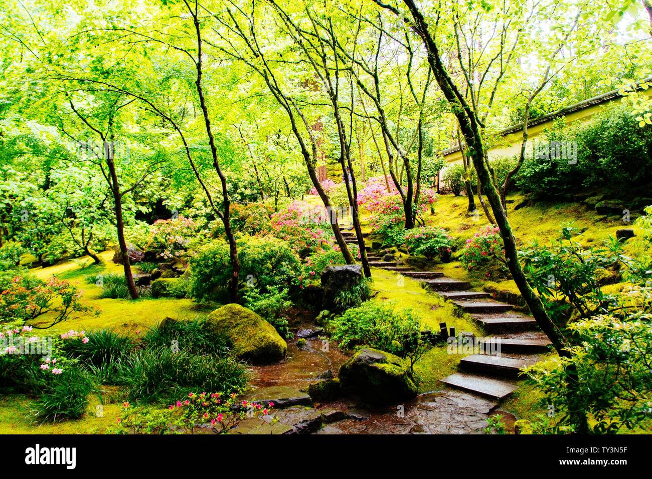 Beautiful scenery of an amazing wild forest with breathtaking greenery ...