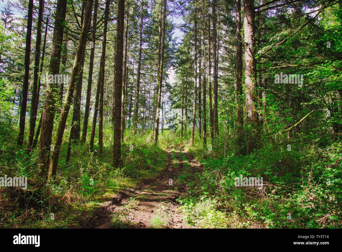 Beautiful scenery of an amazing wild forest with breathtaking greenery ...