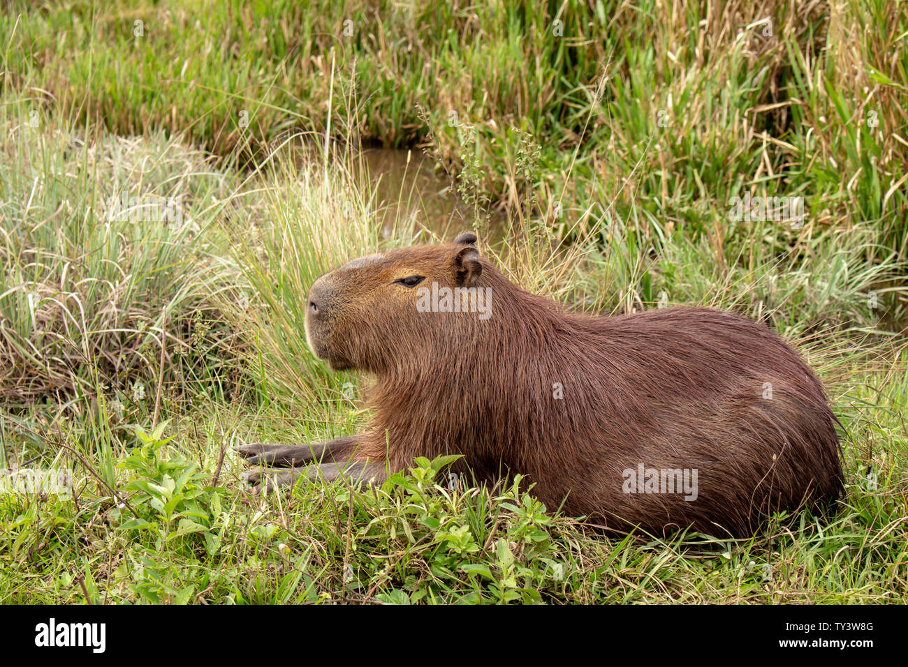 Largest rodent in the world called Carpincho in its habitat. Typical ...