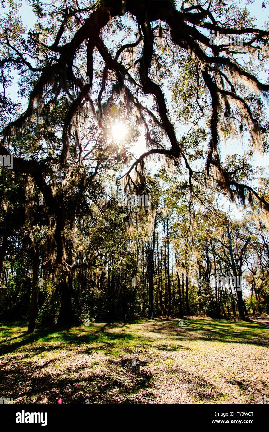 Beautiful scenery of an amazing wild forest with breathtaking greenery ...