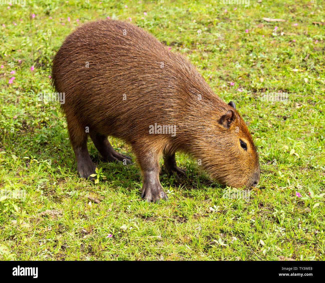 Large herbivorous animal of brown color from tropical zones. Live in ...