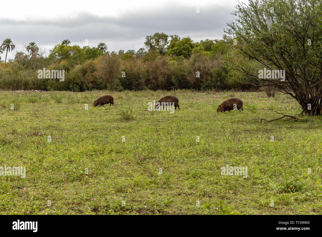 Tropical rodent hi-res stock photography and images - Alamy