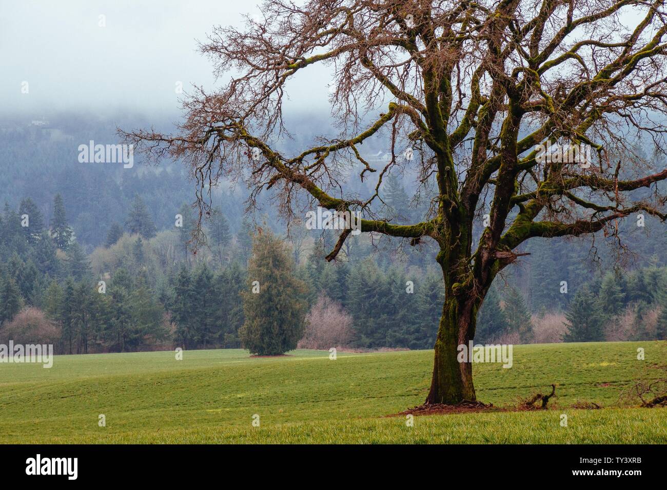 Beautiful scenery of an amazing wild forest with breathtaking greenery ...