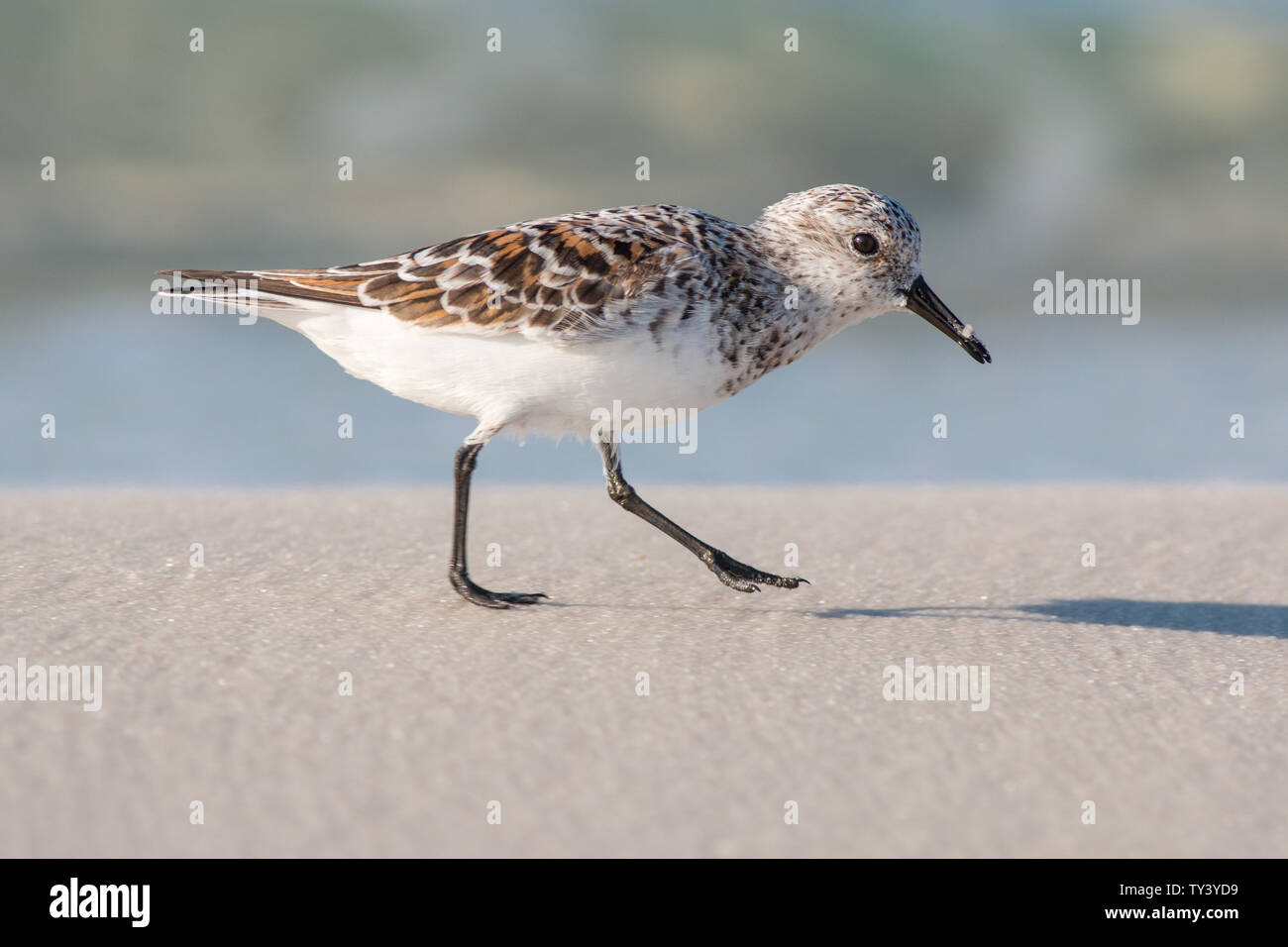 Sandpiper bird walking on a beach near the shore Stock Photo - Alamy