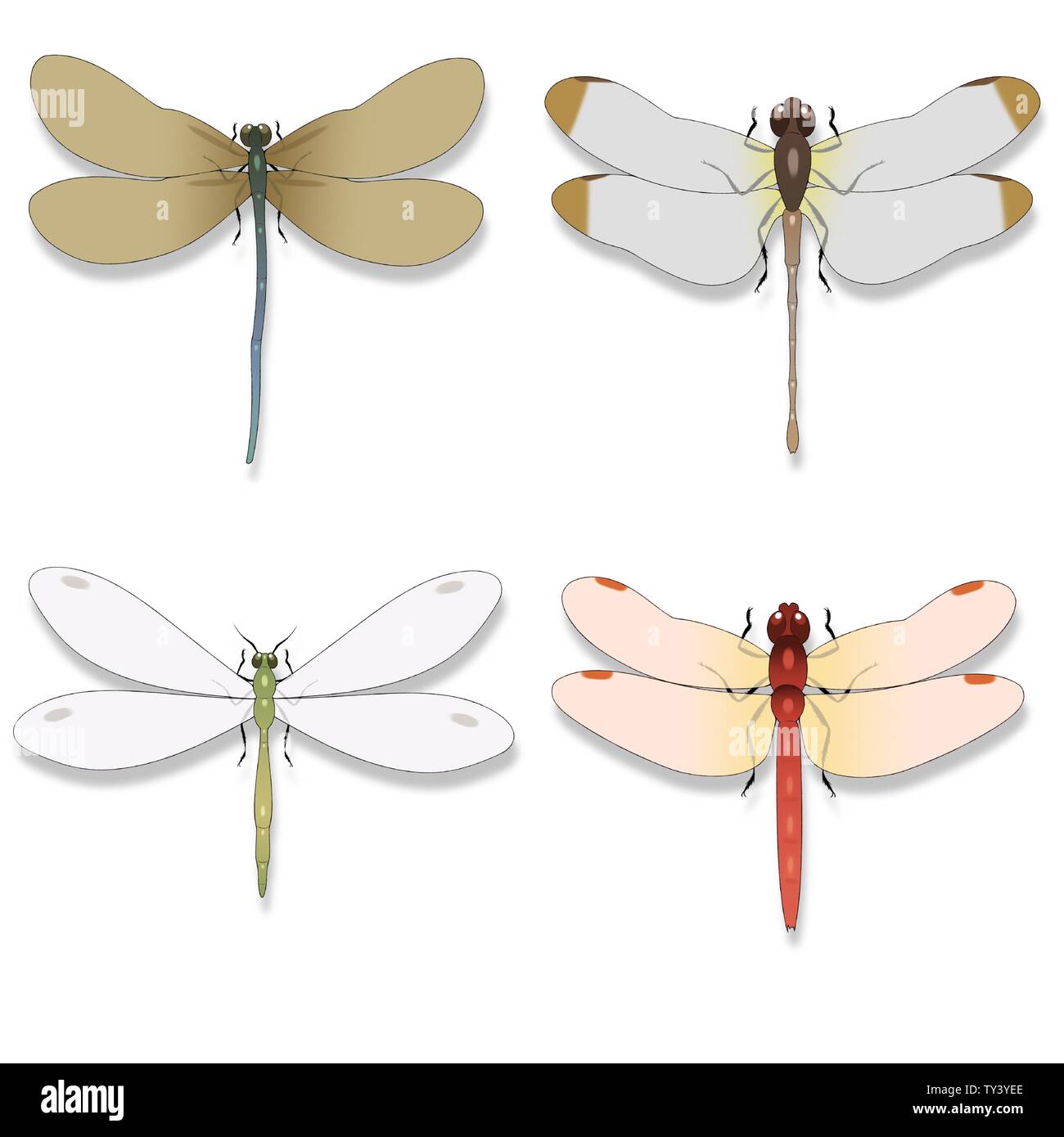 Set of encyclopedia of insects illustration 011 Stock Vector Image ...