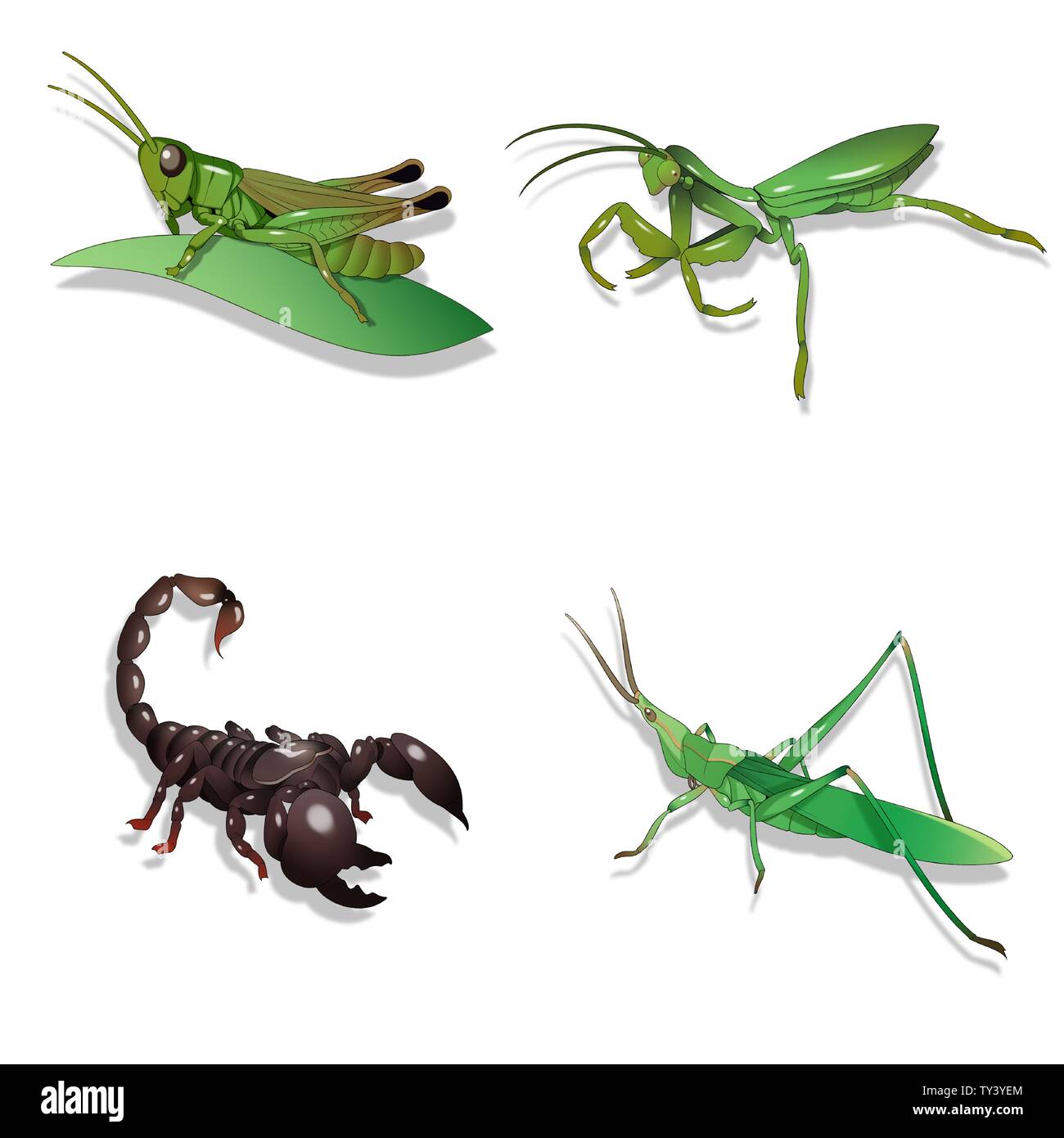 Grasshopper specimen Stock Vector Images - Alamy