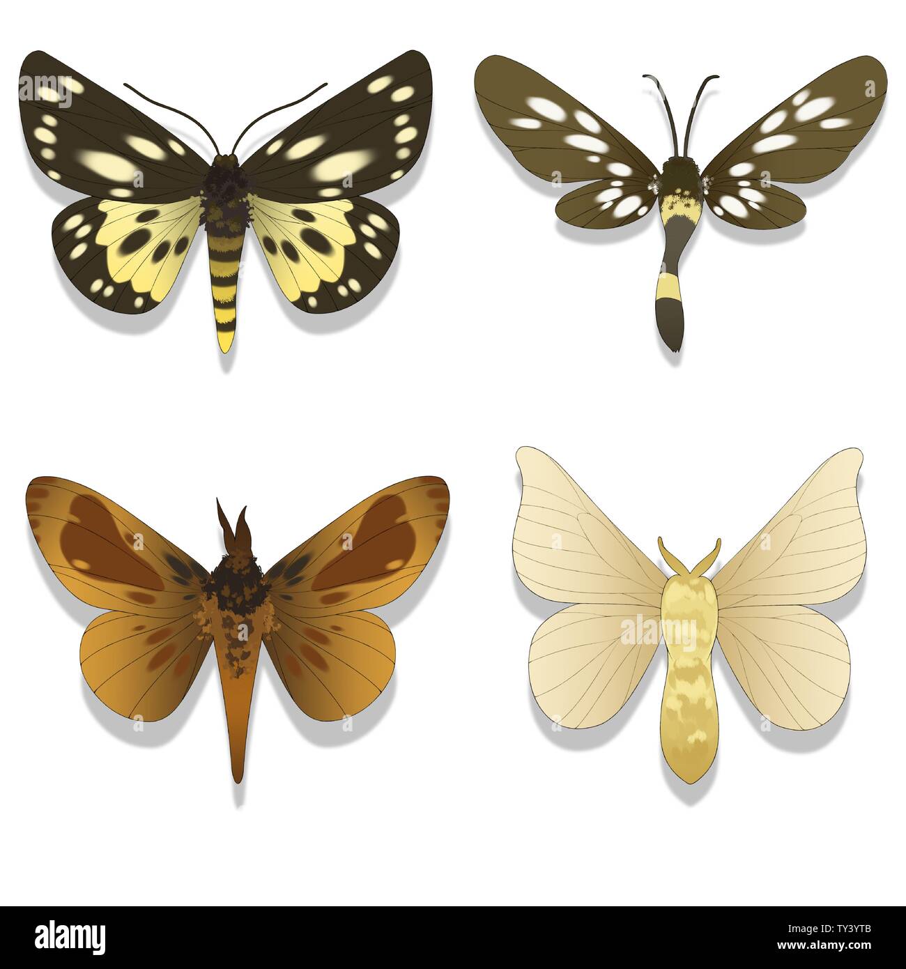 Set of encyclopedia of insects illustration 003 Stock Vector Image ...