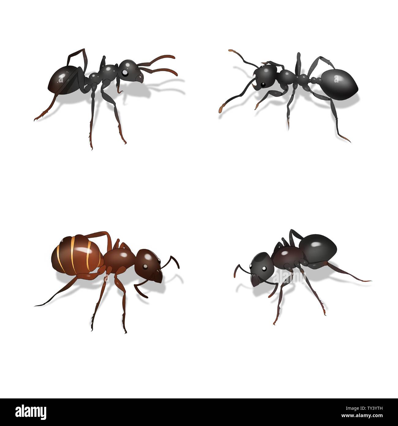Set of encyclopedia of insects illustration 001 Stock Vector Image ...