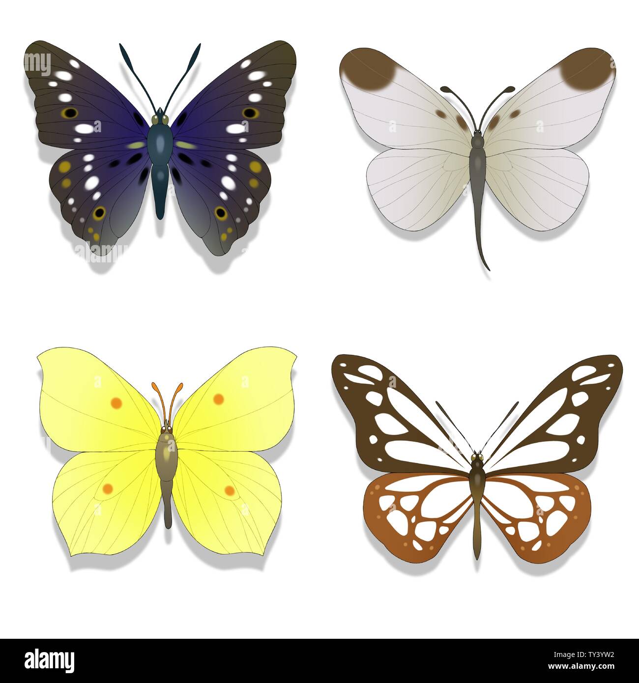 Set of encyclopedia of insects illustration 005 Stock Vector Image ...