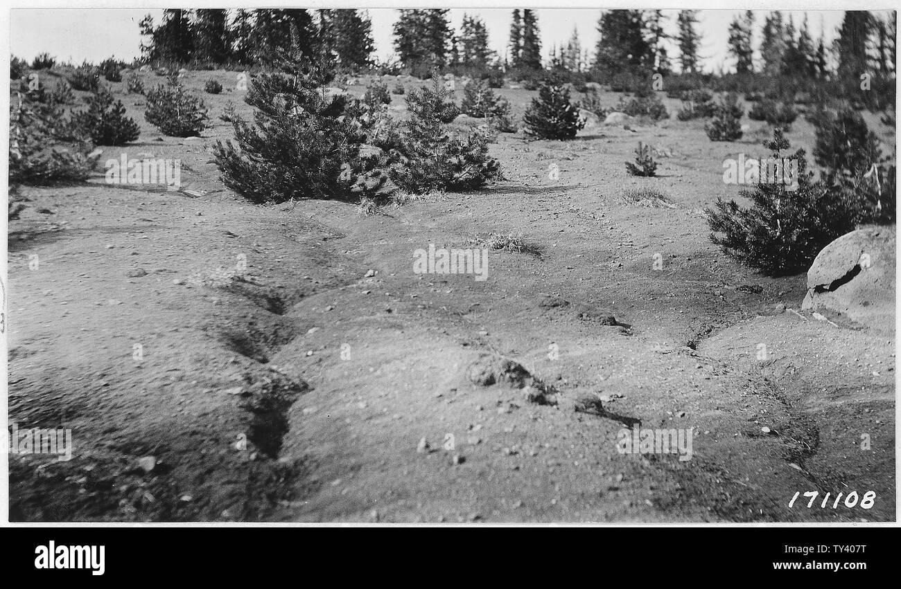 Overgrazing forest Black and White Stock Photos & Images - Alamy