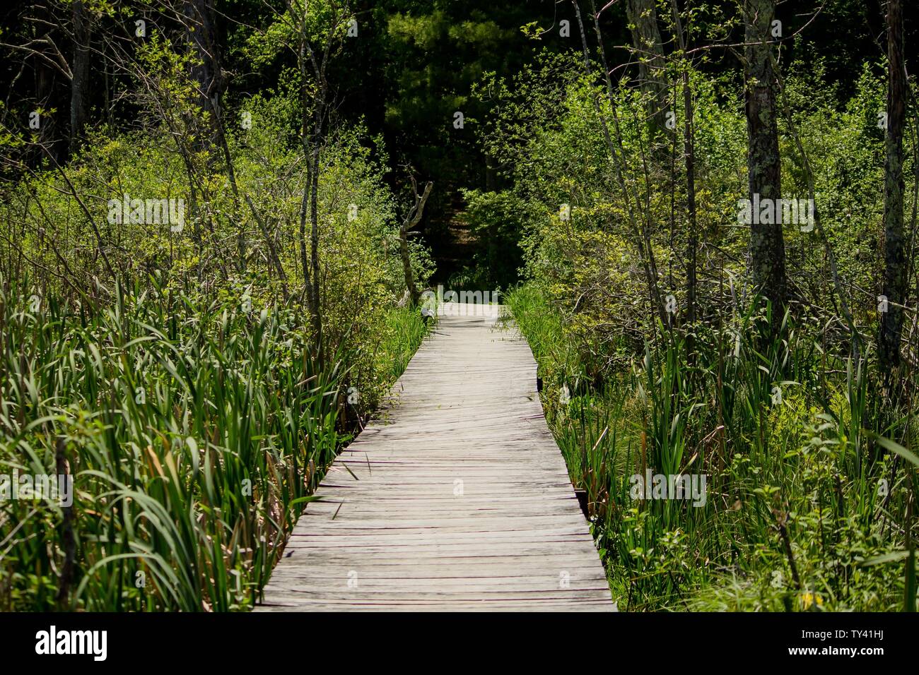 Elevated wooden pathway going through tall plants in the forest Stock ...