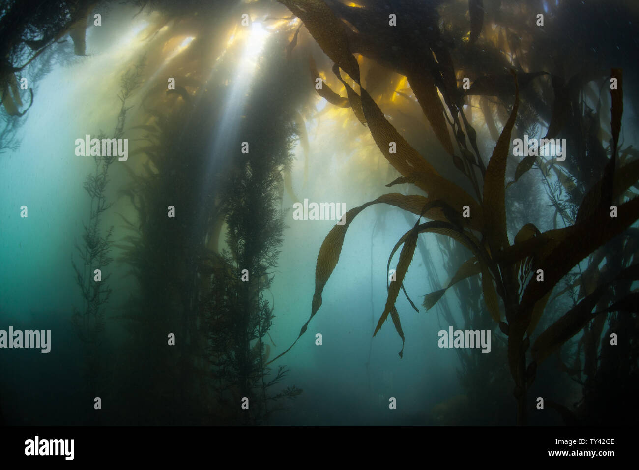A forest of giant kelp, Macrocystis pyrifera, grows along the coast of ...