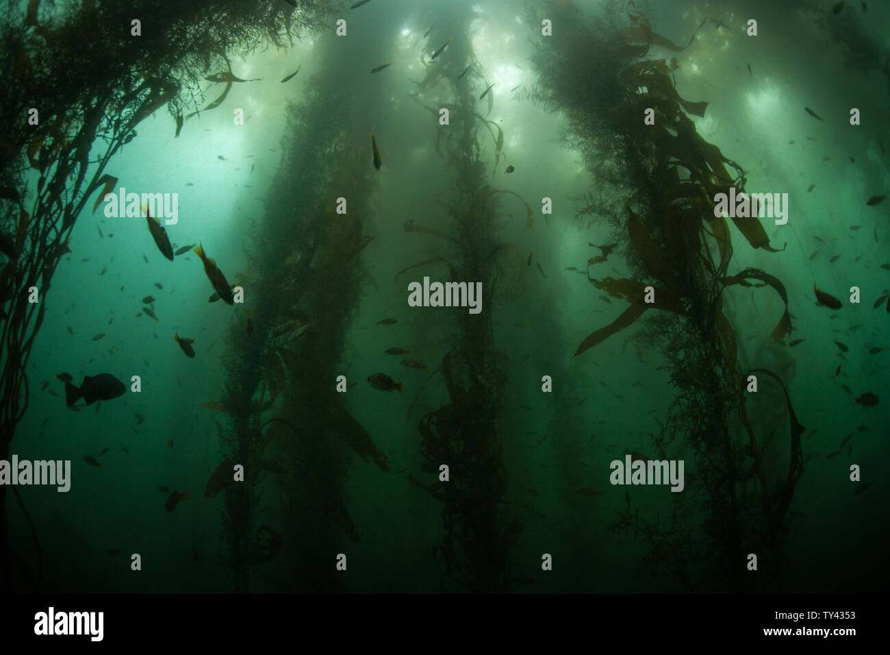 A forest of giant kelp, Macrocystis pyrifera, grows along the coast of ...