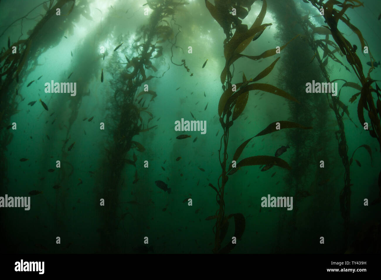 A forest of giant kelp, Macrocystis pyrifera, grows along the coast of ...