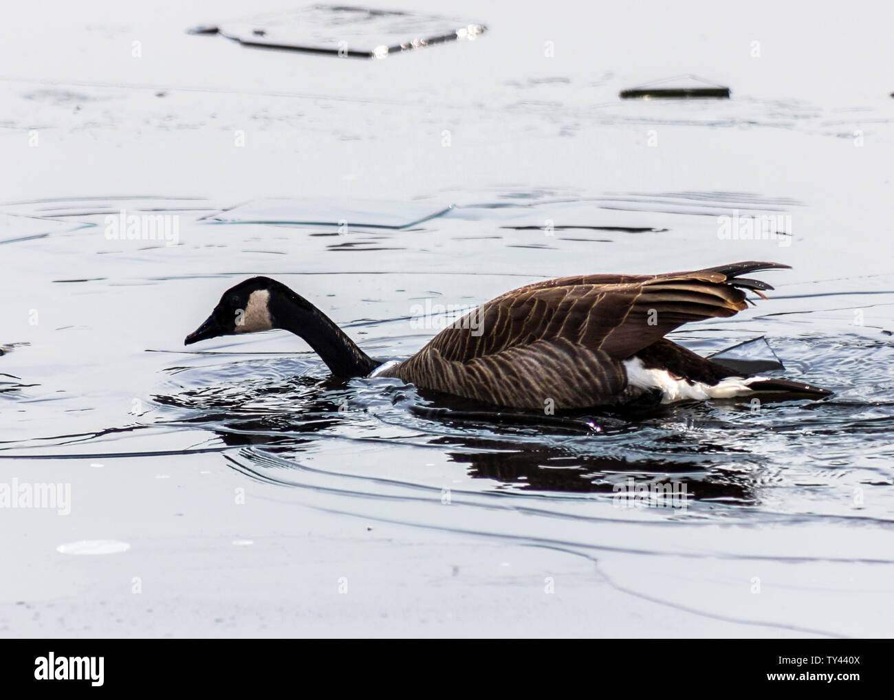 Beautiful Canada Goose breaking ice on frozen lake to swim. Stunning ...