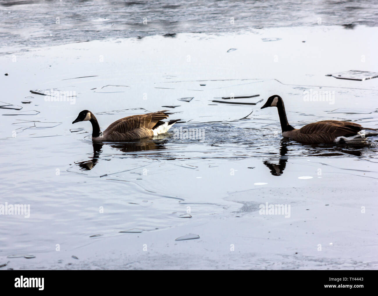 Two beautiful Canada Geese breaking ice on frozen lake to swim ...