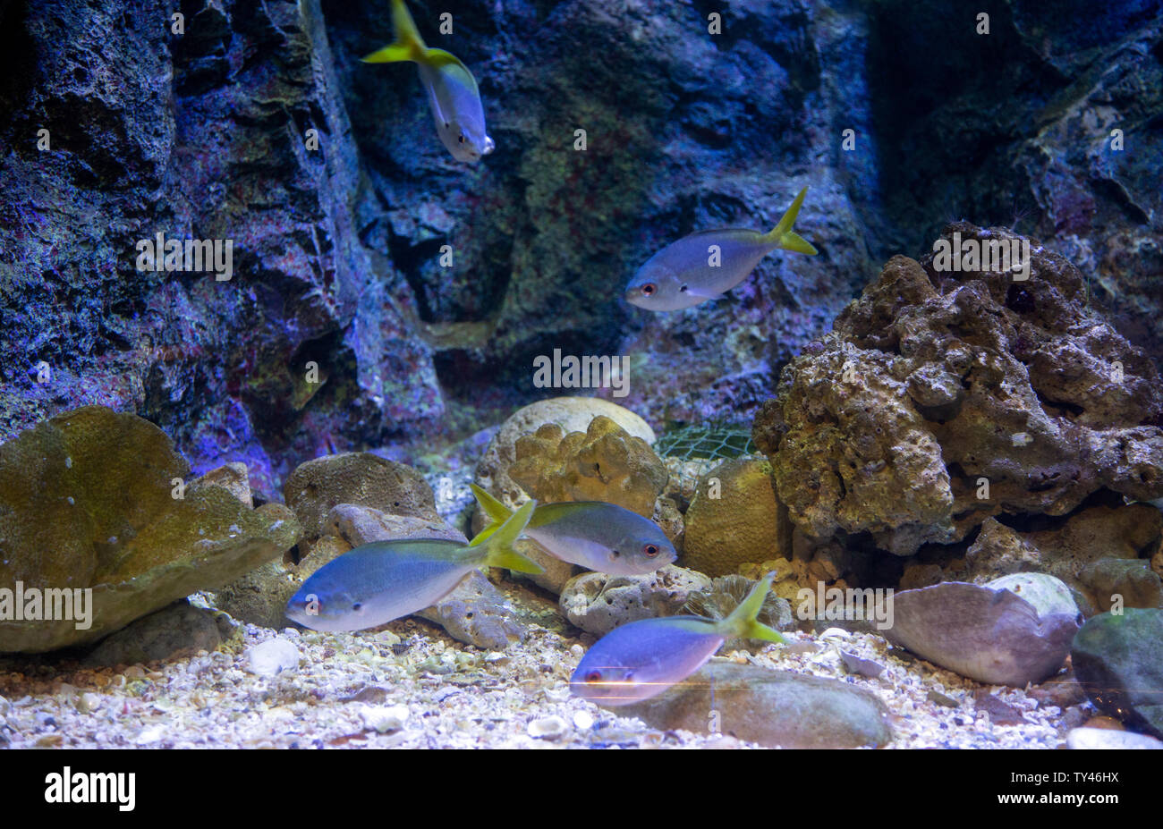 fish swimming in aquarium tank Stock Photo - Alamy