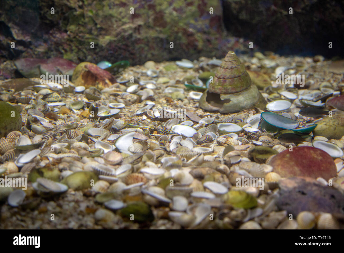 die shell in saltwater colored coral aquarium wildlife Stock Photo - Alamy