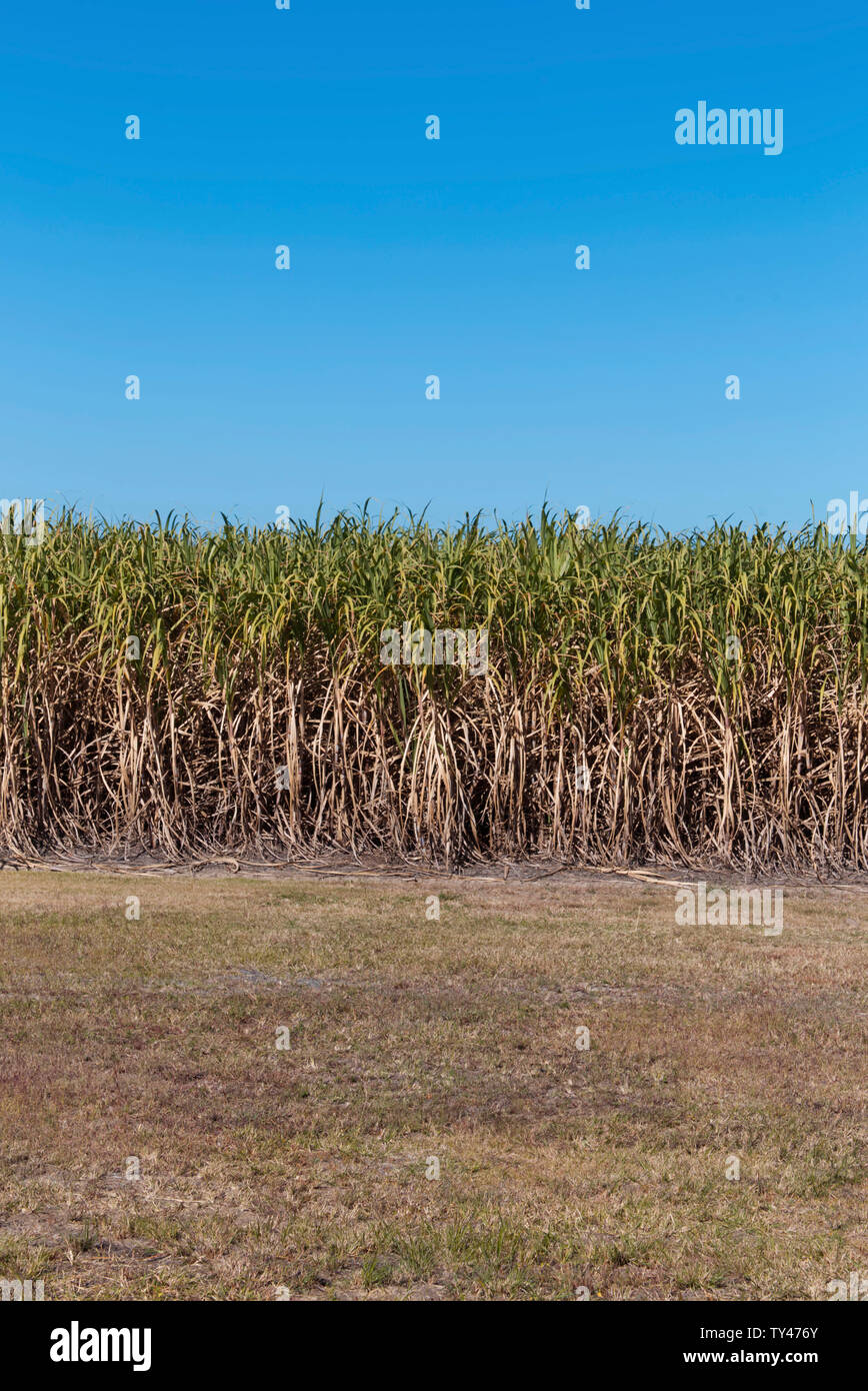 Sugar cane growing at Wallaville Queensland Australia Stock Photo - Alamy