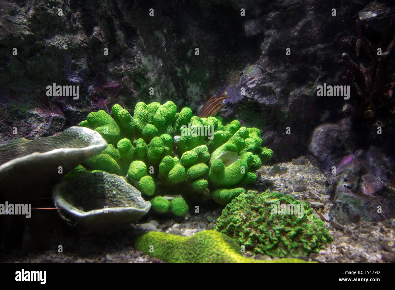 Tank Coral Water Underwater Sea High Resolution Stock Photography and ...