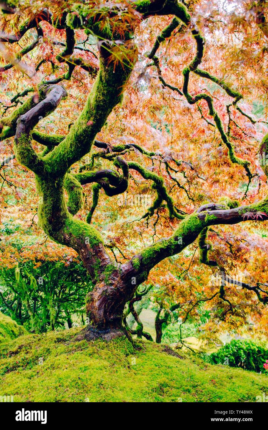 Beautiful shot of a curvy tree with amazing colorful leaves on top of a ...