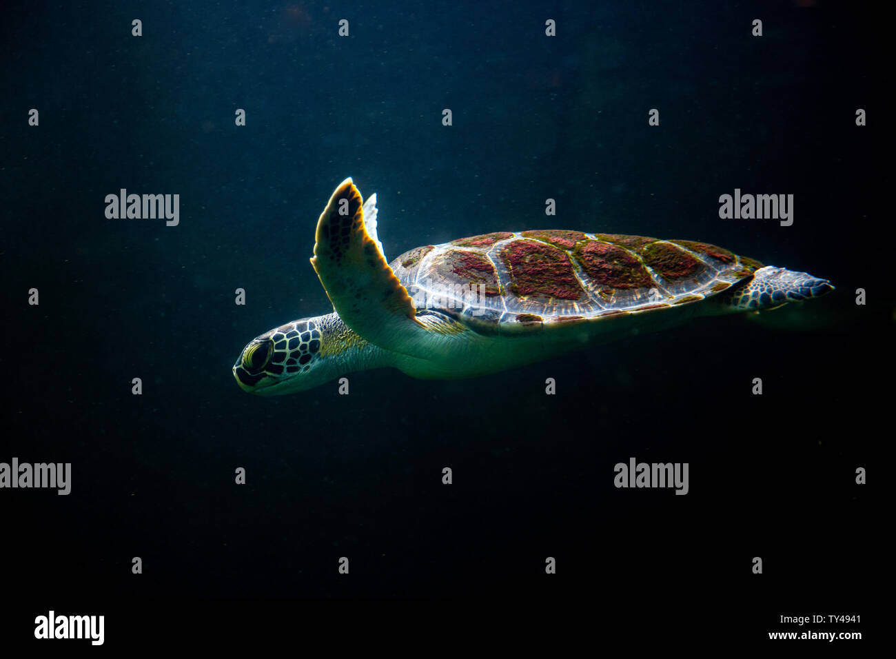 Underwater ocean life dark colorful hi-res stock photography and images ...