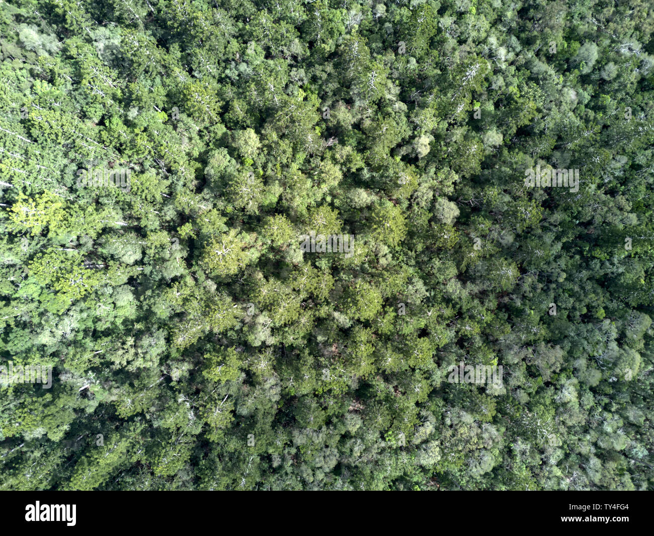 Aerial of the Hoop Pine forests of Goodnight Scrub National Park on the ...