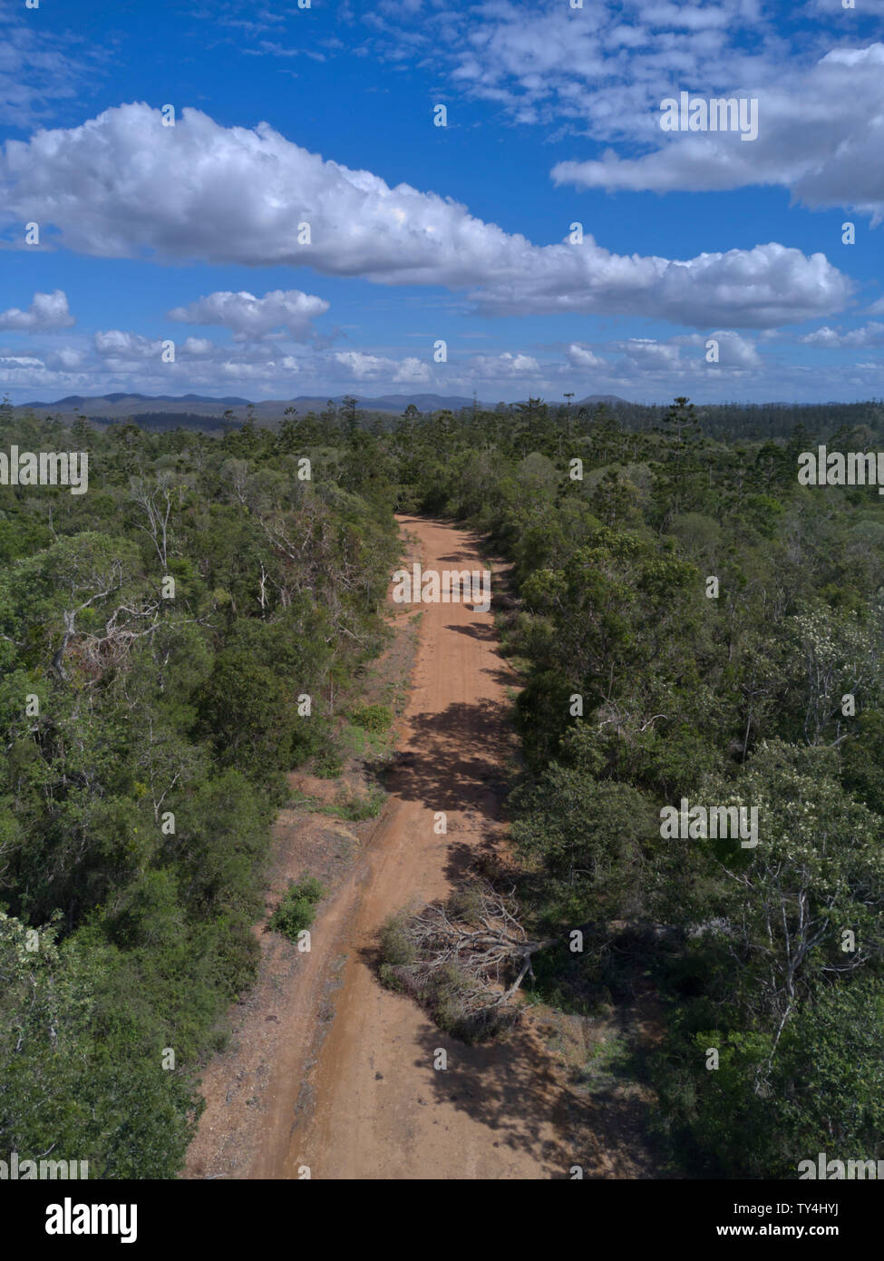 Scrub pine tree hi-res stock photography and images - Alamy