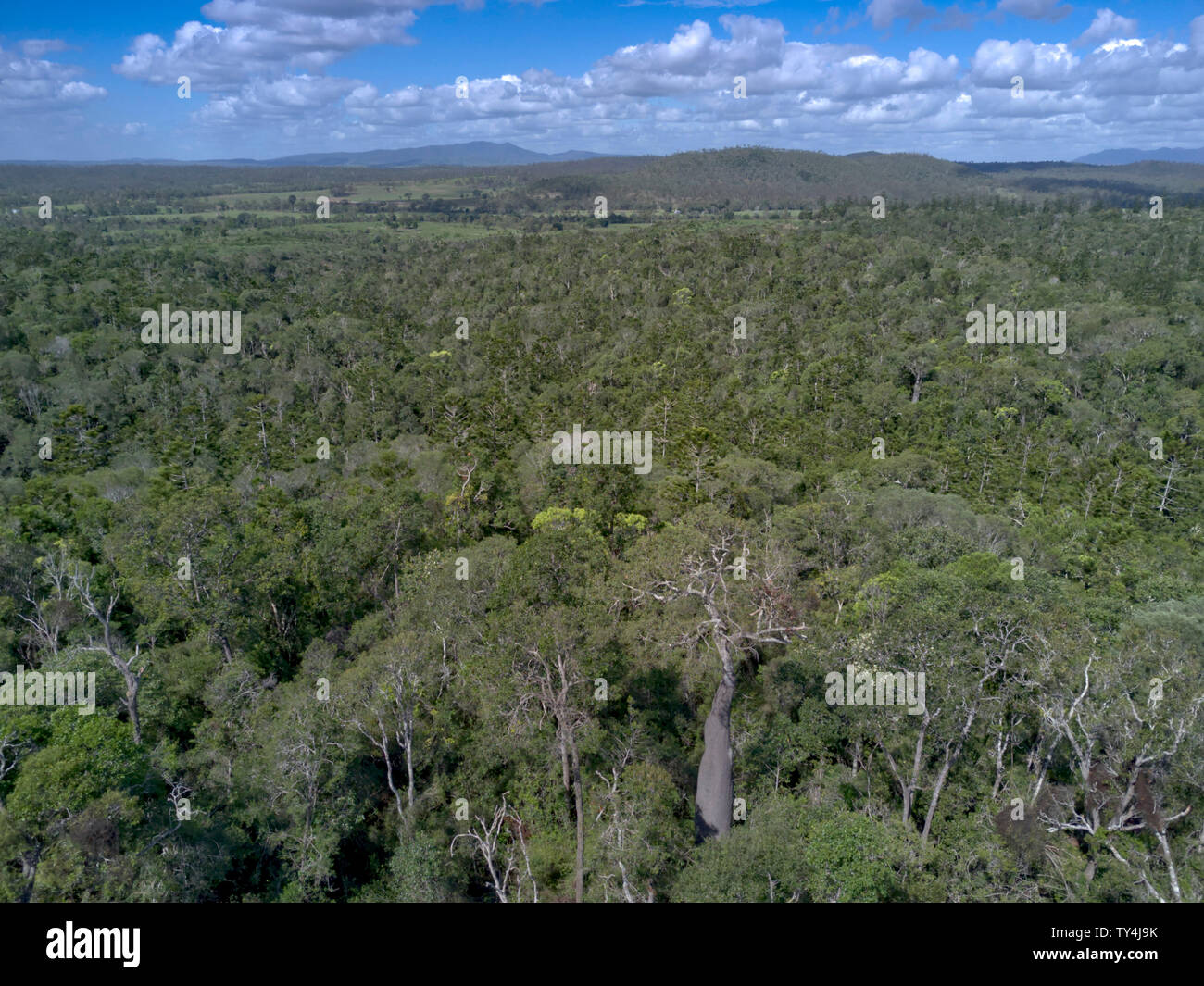 Scrub pine tree hi-res stock photography and images - Alamy