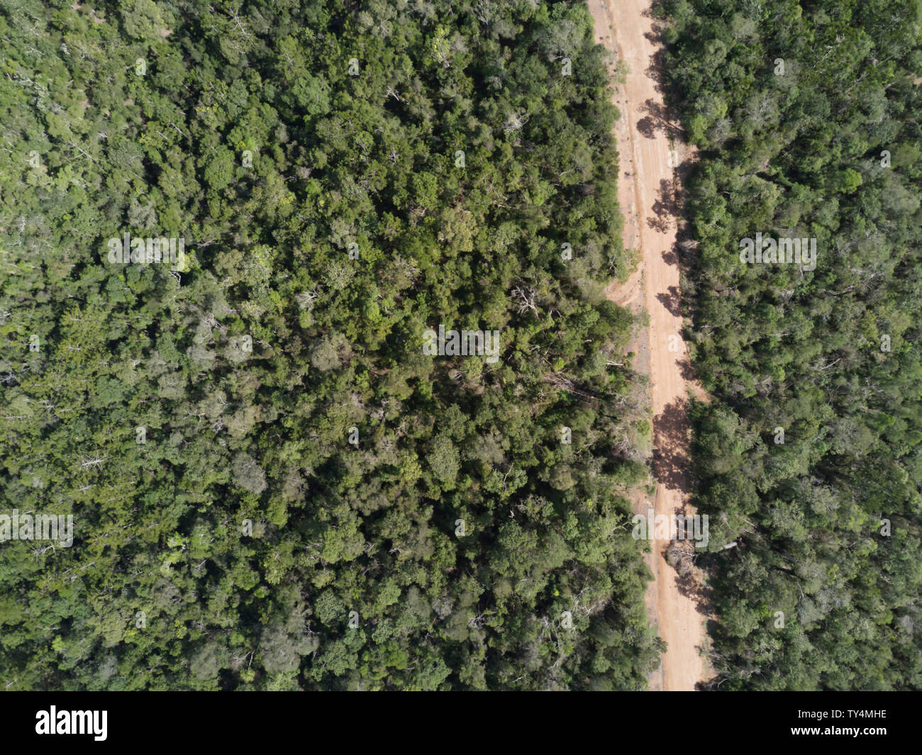 Aerial of the Hoop Pine forests of Goodnight Scrub National Park on the ...