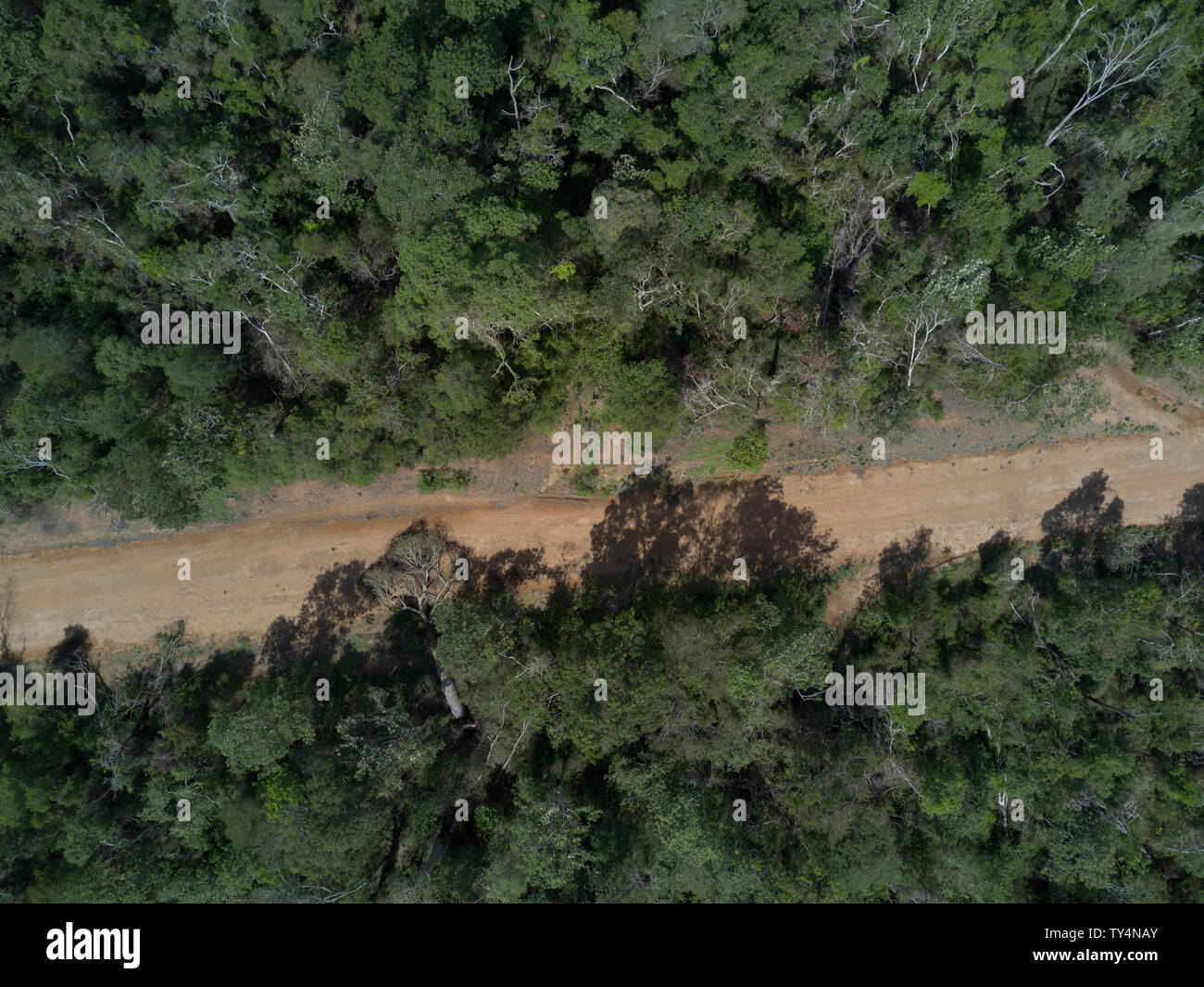 Aerial of the Hoop Pine forests of Goodnight Scrub National Park on the ...